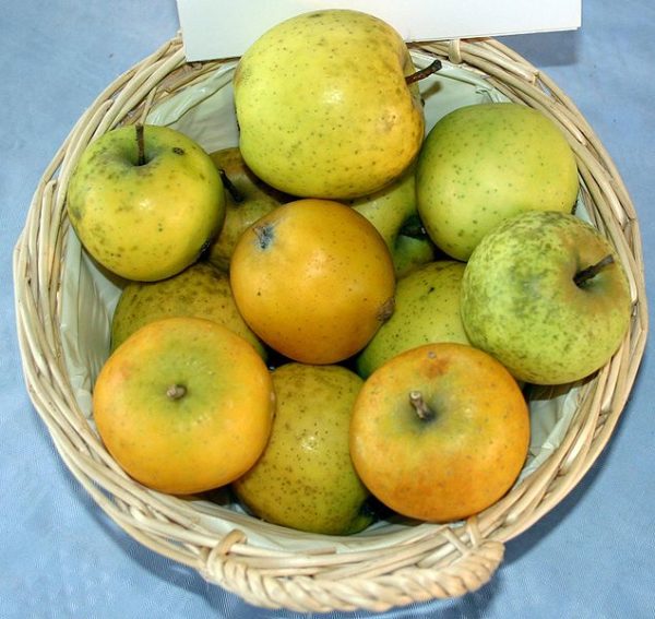 Heritage Apples! - Friends of Lydiard Park